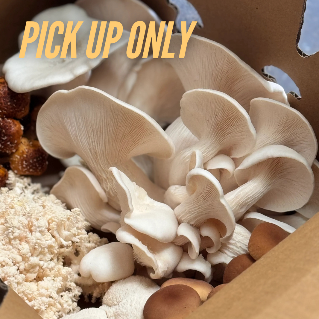 Fresh Mushrooms – Urban Valley